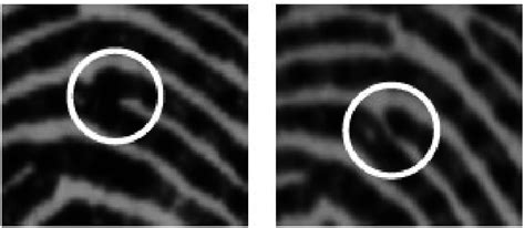 The Same Minutiae Extracted From Two Different Impressions Download Scientific Diagram
