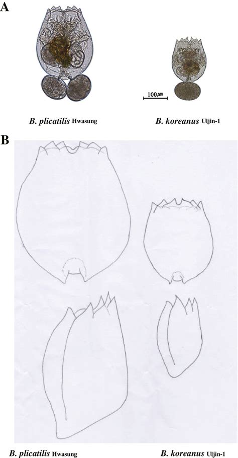 Characteristics And Measurements Of The Lorica Of Brachionus Spp A
