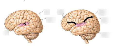 Schaubild „auditory Cortex“ Quizlet Schaubild „auditory Cortex“ Quizlet