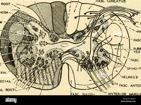 Chordate Anatomy Chordata Anatomy Comparative Fig 326—cross