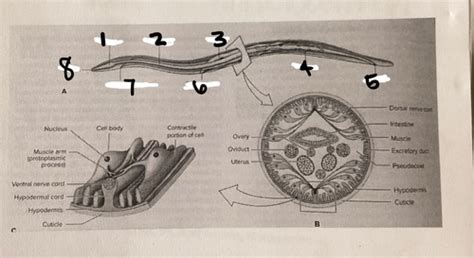 Nematode Morphology Flashcards Quizlet