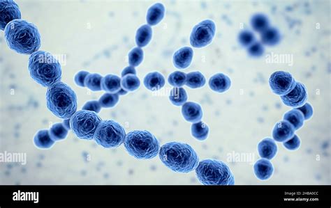 Heterotrophic Bacteria