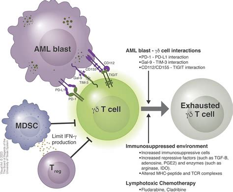 Gamma Delta T Cells In Acute Myeloid Leukemia Biology And Emerging