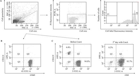 Gating Strategy For Pbmc Proliferation Analysis And Immunophenotyping Download Scientific