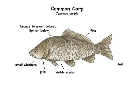 Common Carp Fish C Carpio L Download Scientific Diagram