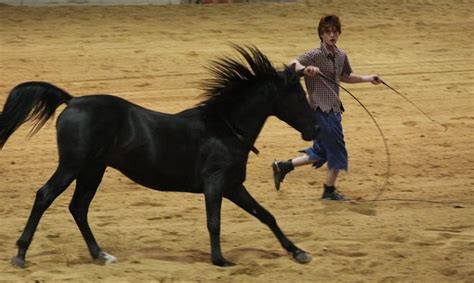 Horses Bring Book To Life For Fourth Graders