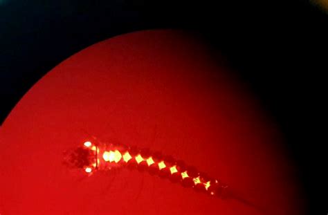 Highlights Of 2023 For The Outreach Network For Gene Drive Research