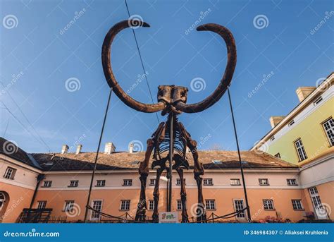 Skeleton Of A Mammoth Stock Image 74094877