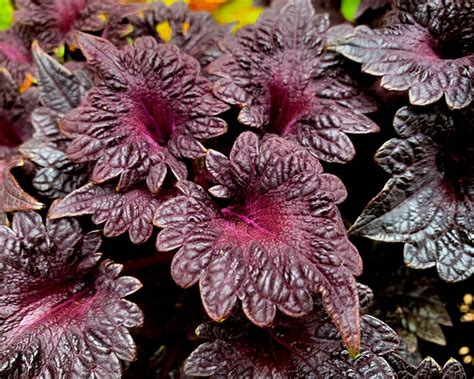 What Is A Black Dragon Coleus At Lori Santiago Blog