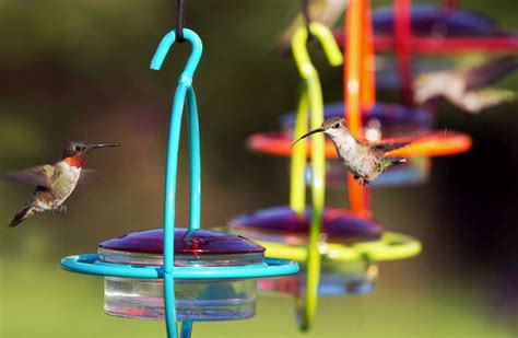Make Hummingbirds Happy With These Feeder Placement Tips Mosaic Birds