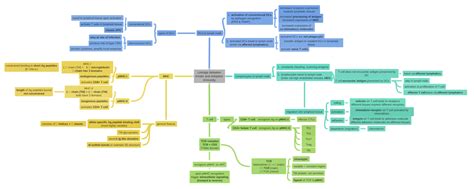 Linkage Between Innate And Adaptive Immunity Dcs To Lymph Node