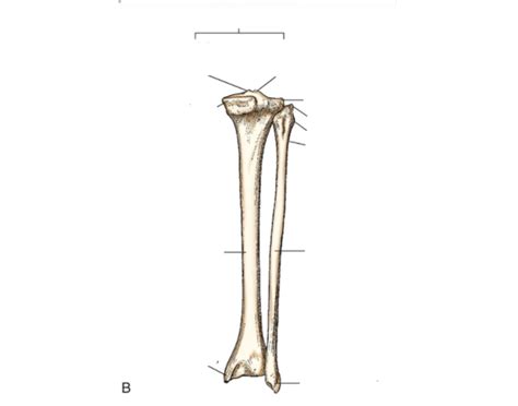 Posterior Tib Fib Labeling Quiz