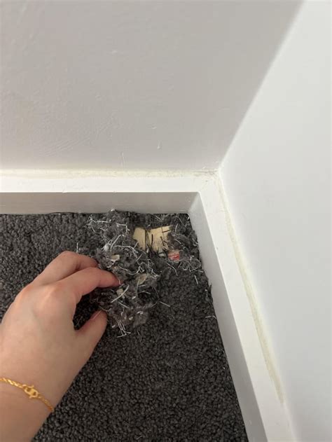 Currently In Bunny Jail R Rabbits