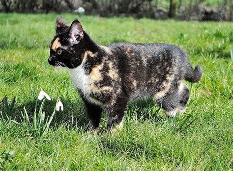 Окрасы беспородных кошек - картинки и фото koshka.top