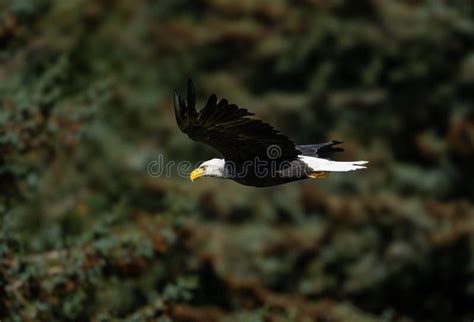 Adult Bald Eagle Flying Against A Green Background Stock Image Image