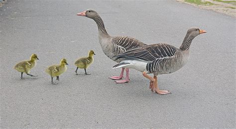 에서 하나의 파일 거위 새끼 Pixabay의 무료 사진 Pixabay