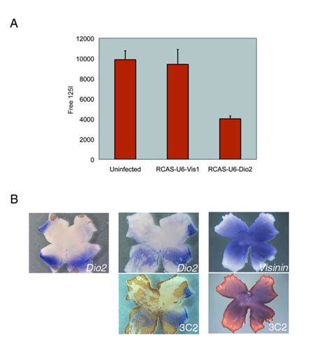 Test Of Rcas Rnai Activity On Dio2 Protein Activity And Transcript