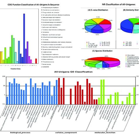 Functional Annotation And Classification Of All The Unigenes