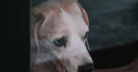 Best Editor For Wordpress 13 Expert Answers You Need