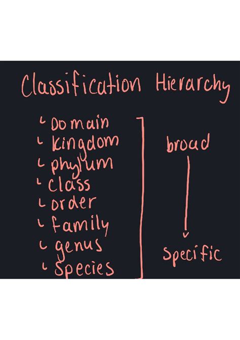 Classification Hierarchy Studocu
