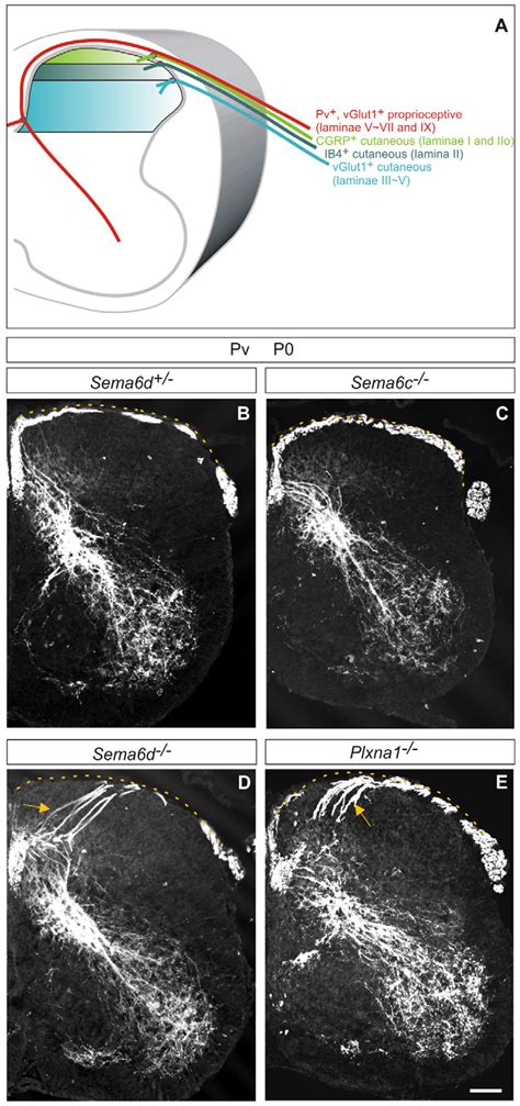 Proprioceptive Axonal Projections In The Spinal Cord Of Sema6c