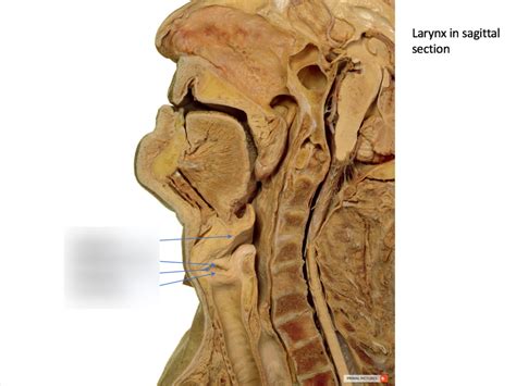Diagram Of Larynx In Sagittal Section Quizlet