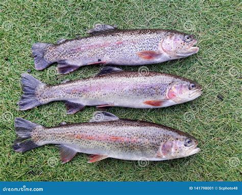 Three Fresh Caught Rainbow Trout Stock Image - Image of animal ...