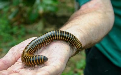 Millipede Identification Guide