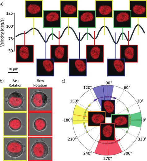 Rotation Rate Dependence On Cell Orientation A Graph Of Rotation