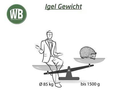 🦔 Igel Gewicht Wildtiere In Europa