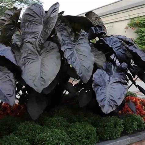Black Elephant Ear Plant Care Growing Colocasia Black Magic