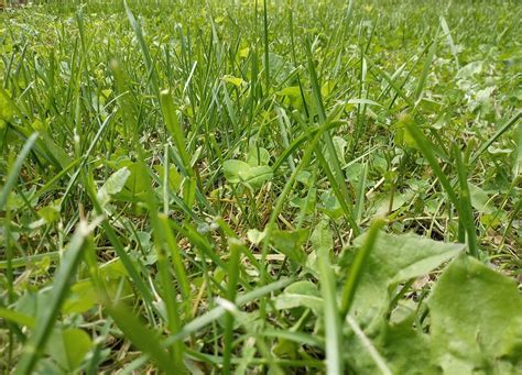 Grass Green Nature Free Photo On Pixabay Pixabay