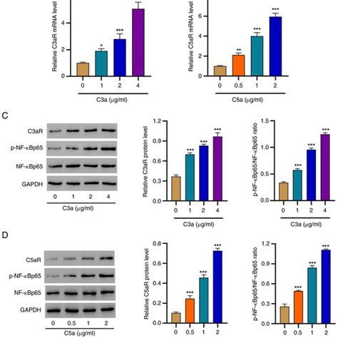 Complement C3a And C5a Enhance C3aR And C5aR Expression And Activate Download Scientific