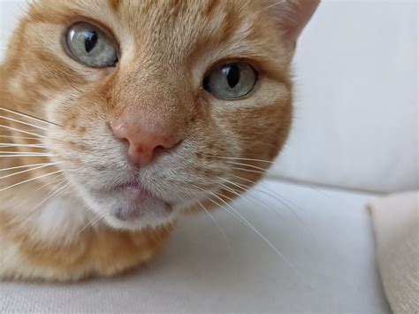 Are Your Interconnects Cat Proof Bar Sport Arduino Forum