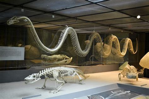Titanoboa Skeleton