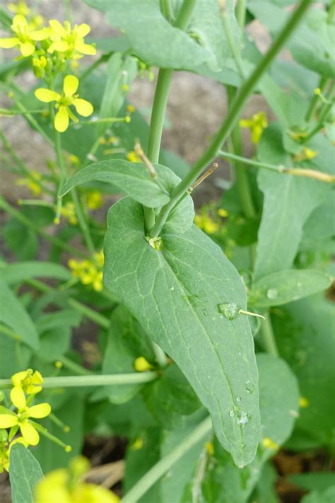 Brassica Rapa Field Mustard Wildflowers Of The National Capital Region