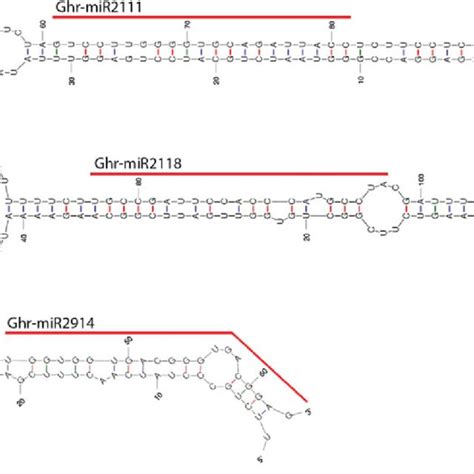 Predicted Stem Loop Hairpin Secondary Structures Of Three New Cotton Download Scientific