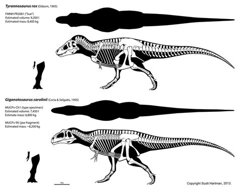 Giganotosaurus Size Comparison