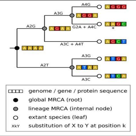 An Example Phylogenetic Tree [1] Download Scientific Diagram