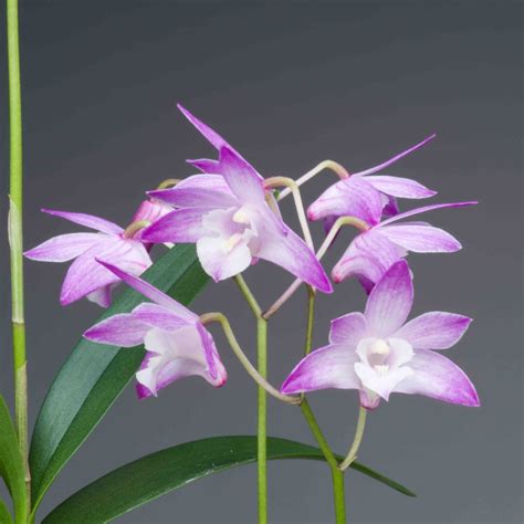 Dendrobium Kingianum Orchidée Facile Et Parfumée Vente