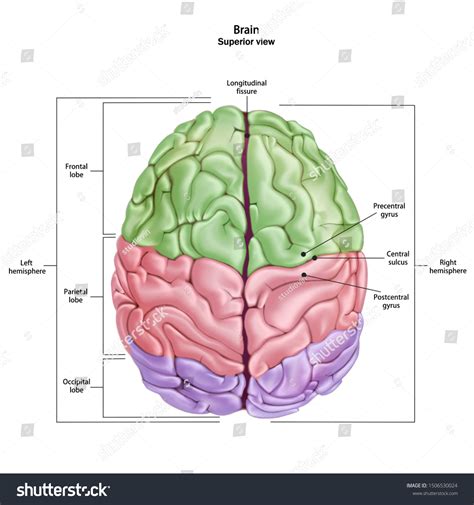 Structure Human Brain Superior View Medical Vector De Stock Libre De Regalías 1506530024