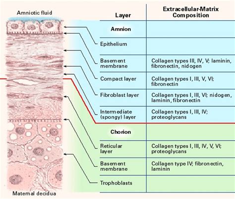 Schematic Structure Of The Fetal Membrane [23 32] Download Scientific Diagram