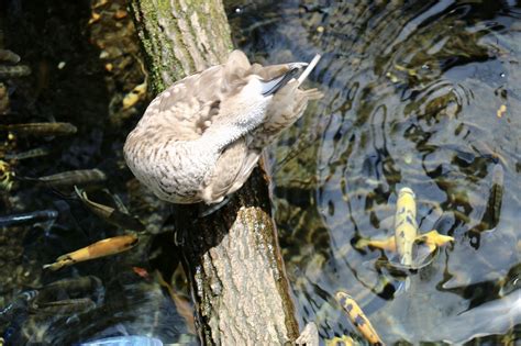 Duck Preening Water Free Photo On Pixabay Pixabay