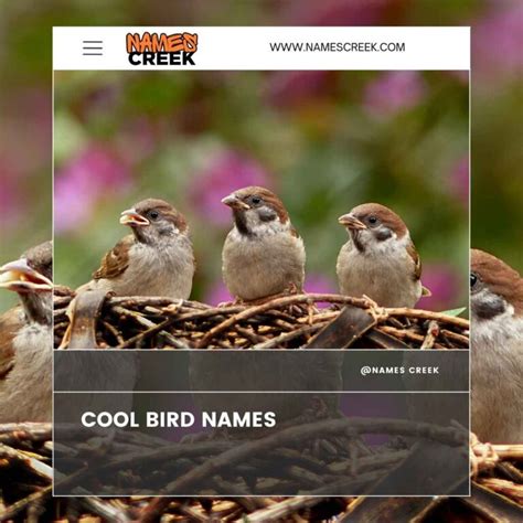 350 Unique Bird Names A Comprehensive Guide To Naming Your Feathered Friend