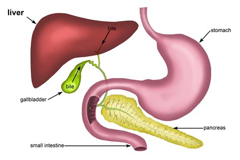 The Liver Is A Very Important Organ Used To Produce Bile