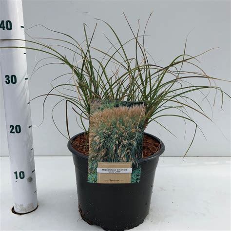 Miscanthus Sinensis Yakushima Dwarf — Plant Wholesale Floraccess