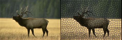 the left side shows the original image and the right side shows the
