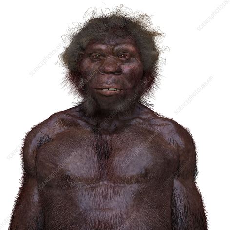 Homo Ergaster Illustration Stock Image C039 1570 Science Photo