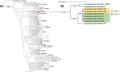 Phylogenetic Tree Analysis A Phylogenetic Tree Of Vibrio Download Scientific Diagram