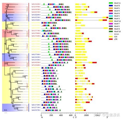 如何分析基因家族的基因结构图 知乎